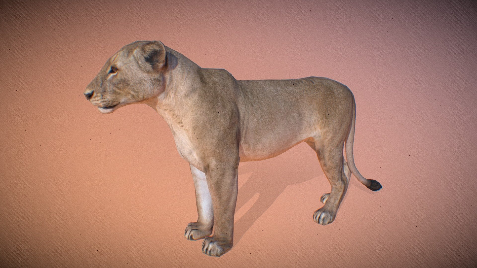 Animalia - Lion (female) - 3D model by GiM (@GamesInMotion) [2b85e08 ...