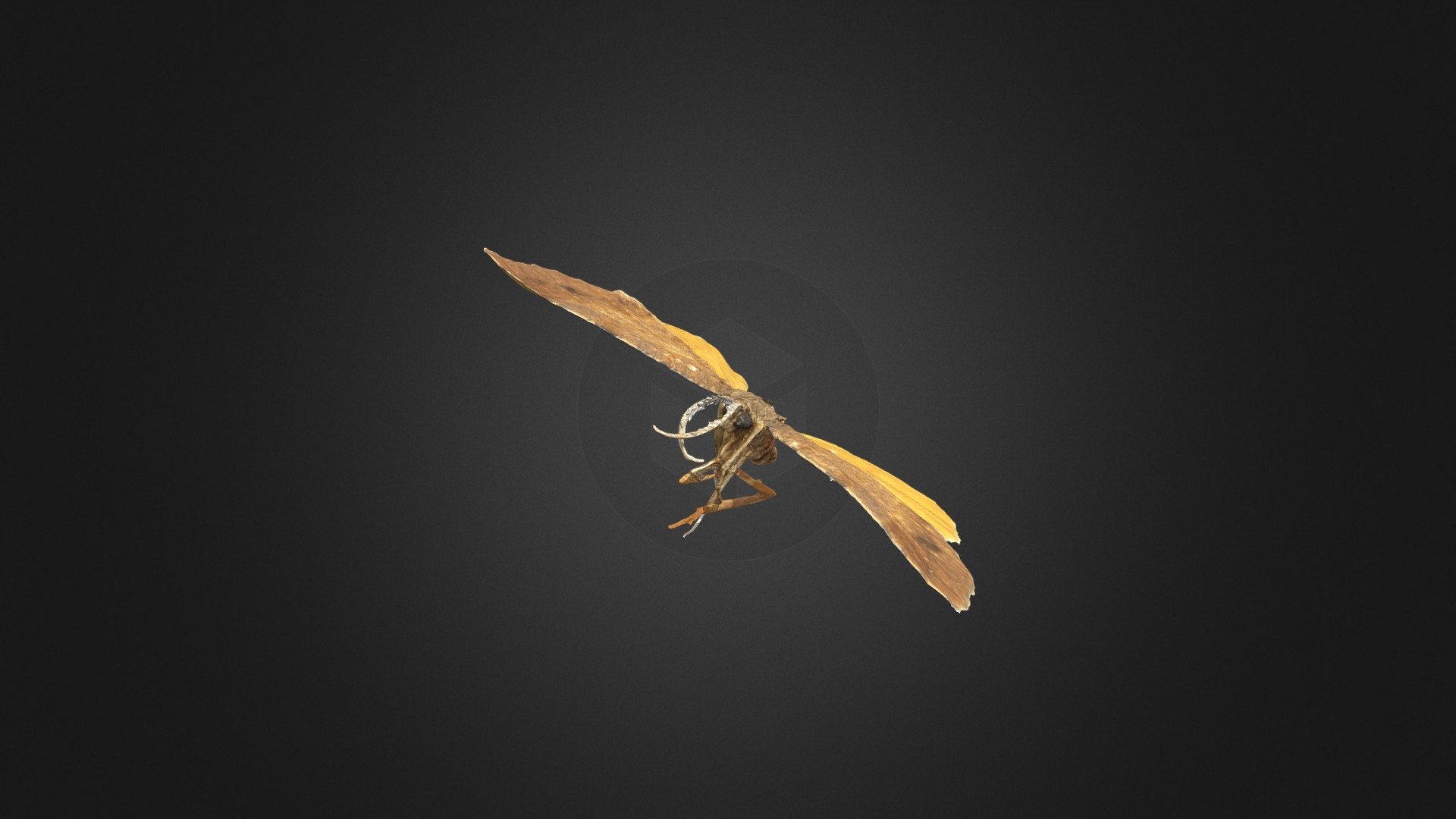 Orangewing Moth - 3D model by University Libraries at Virginia Tech ...