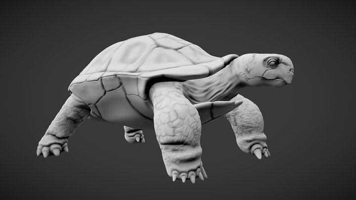 Turtle 3D models - Sketchfab