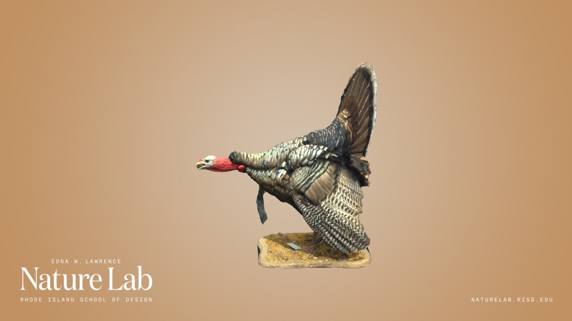 Turkey - Download Free 3D model by RISD Nature Lab (@RISDNaturelab ...