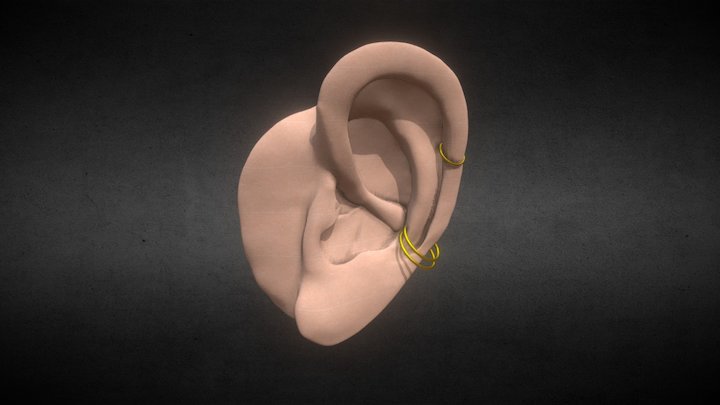 Oreja 3D models - Sketchfab