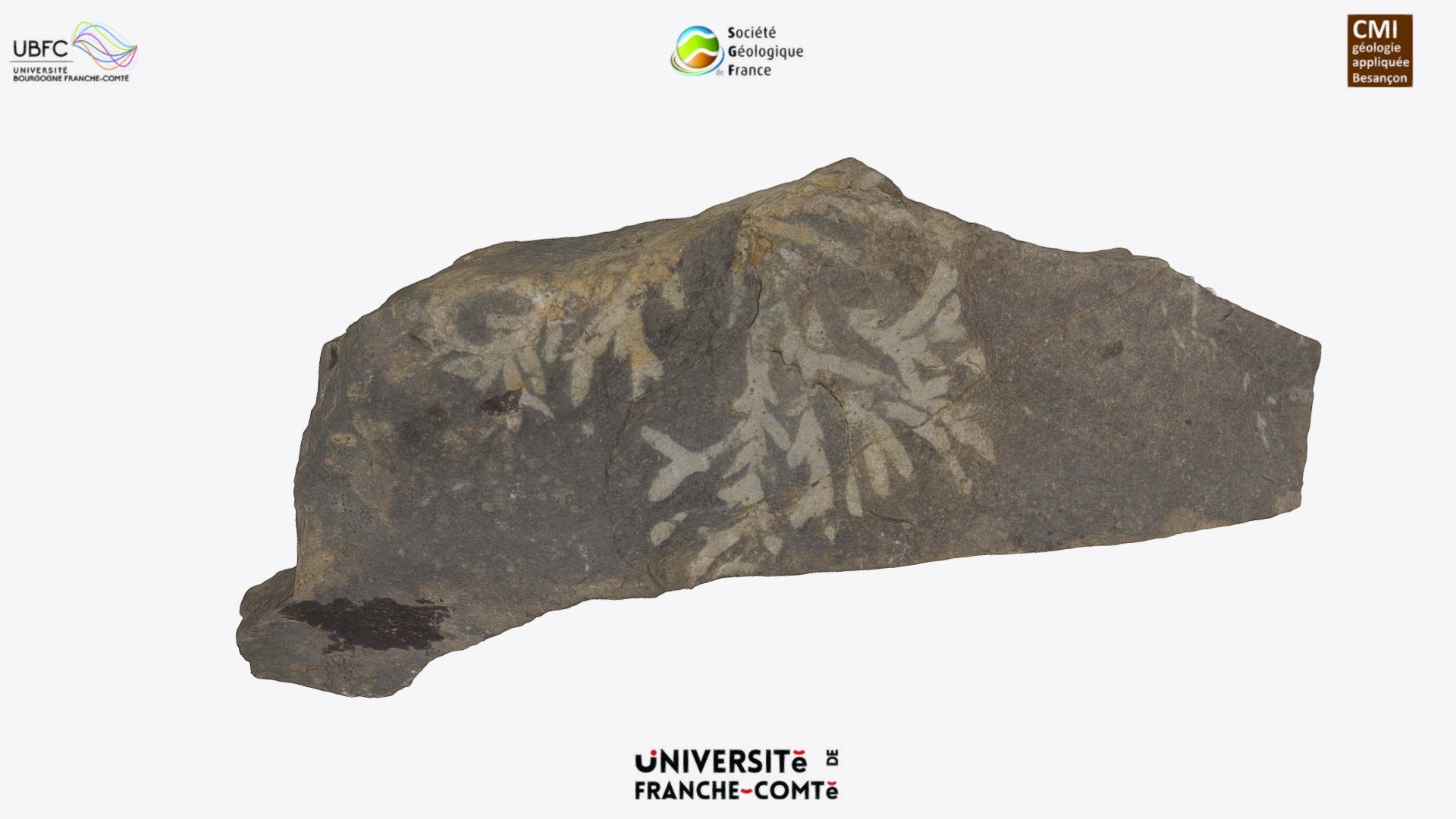 Chondrites - Download Free 3D model by Société Géologique de France ...