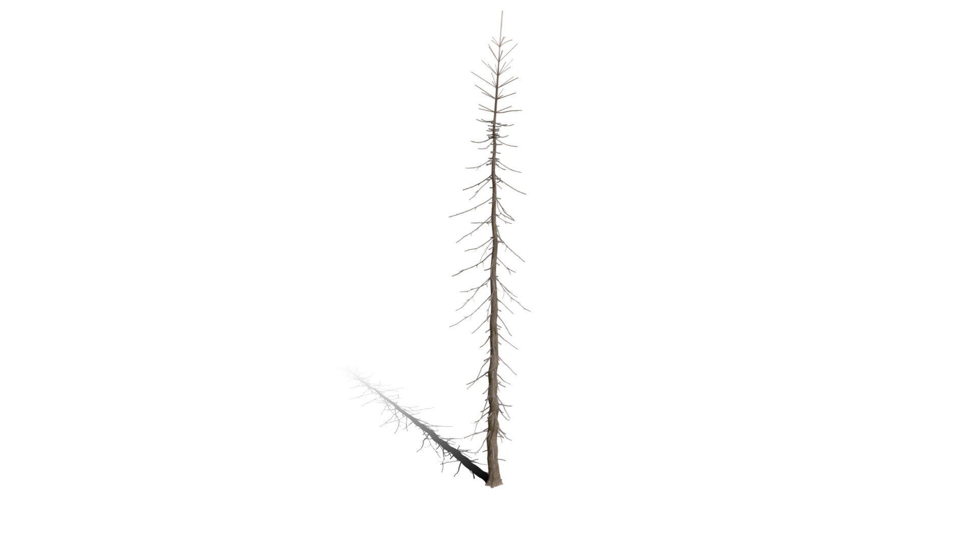 Realistic HD Colorado Blue spruce Koster (39/43) - Buy Royalty Free 3D ...