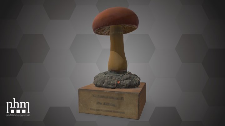Fungi 3D models - Sketchfab