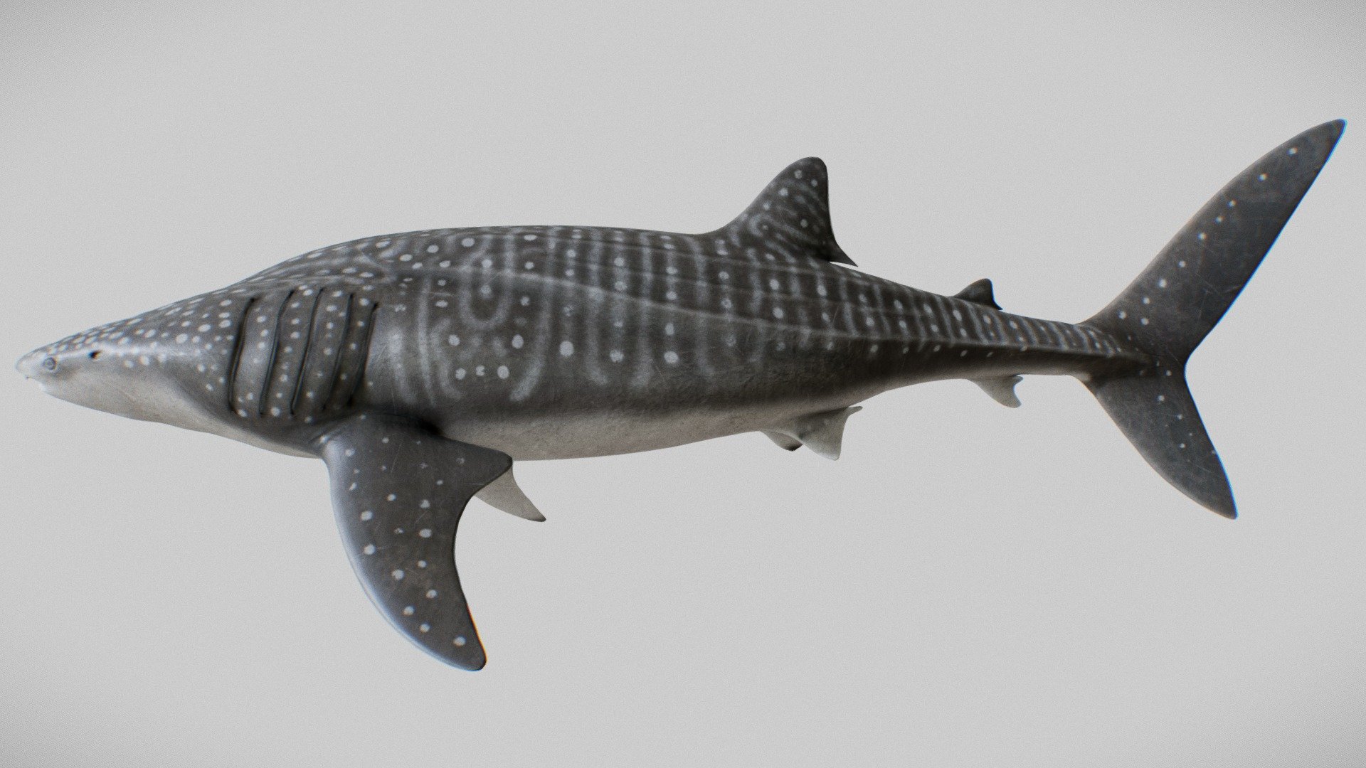 Whale Shark (Rhincodon typus) - 3D model by rstr_tv [2ba1c81] - Sketchfab