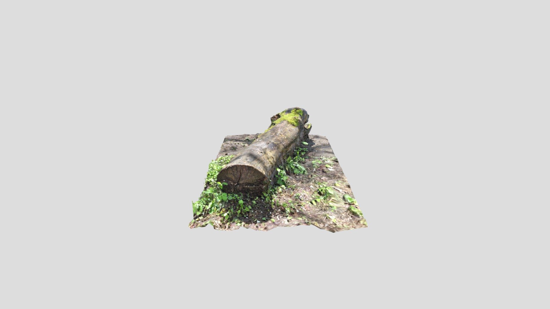 Tree Trunk/Log 3D Scan - Download Free 3D model by KianA23 [2ba724e ...