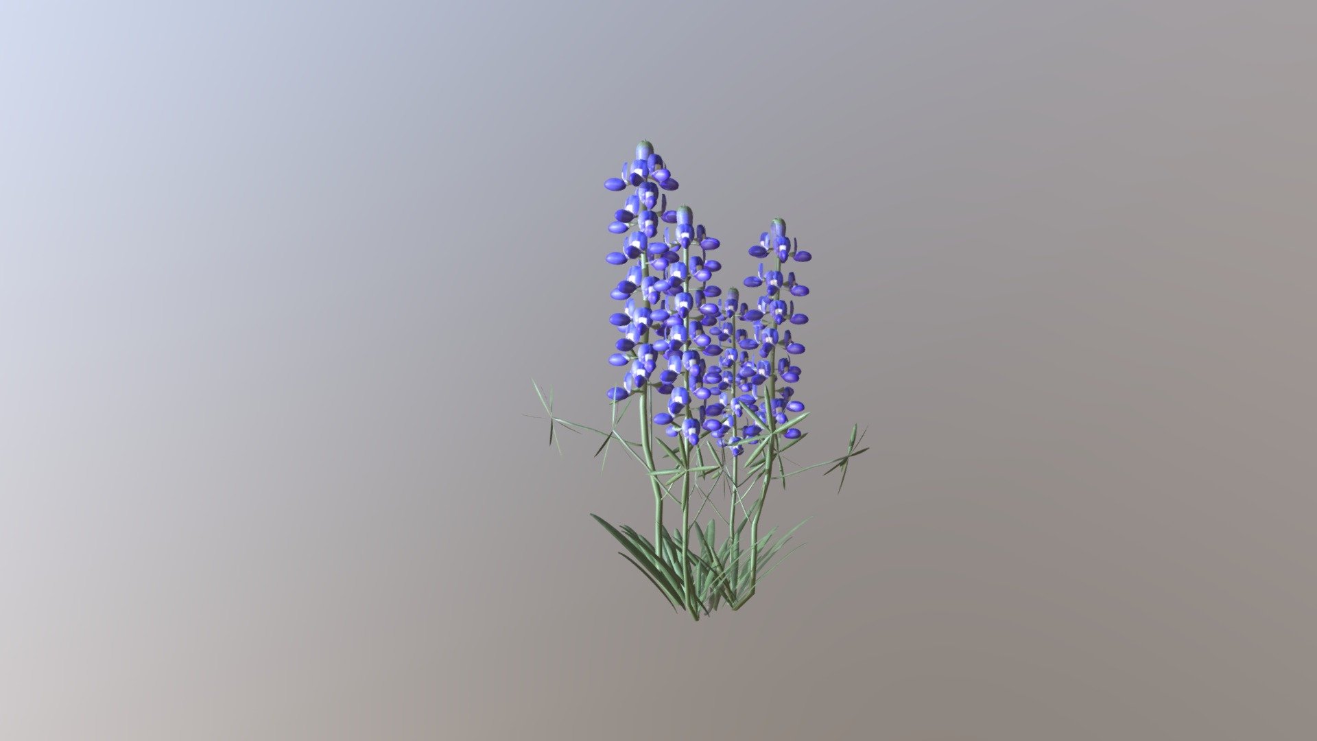 Bluebonnets - Download Free 3D model by Cartawampus [2ba7631] - Sketchfab