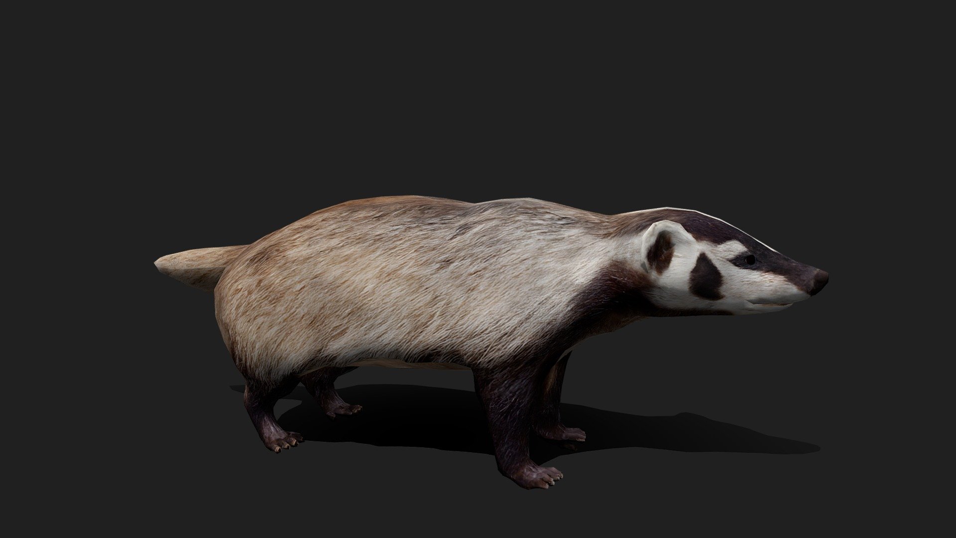 Realistic Badger / Texugo 3D Model - Download Free 3D model by WildMesh ...