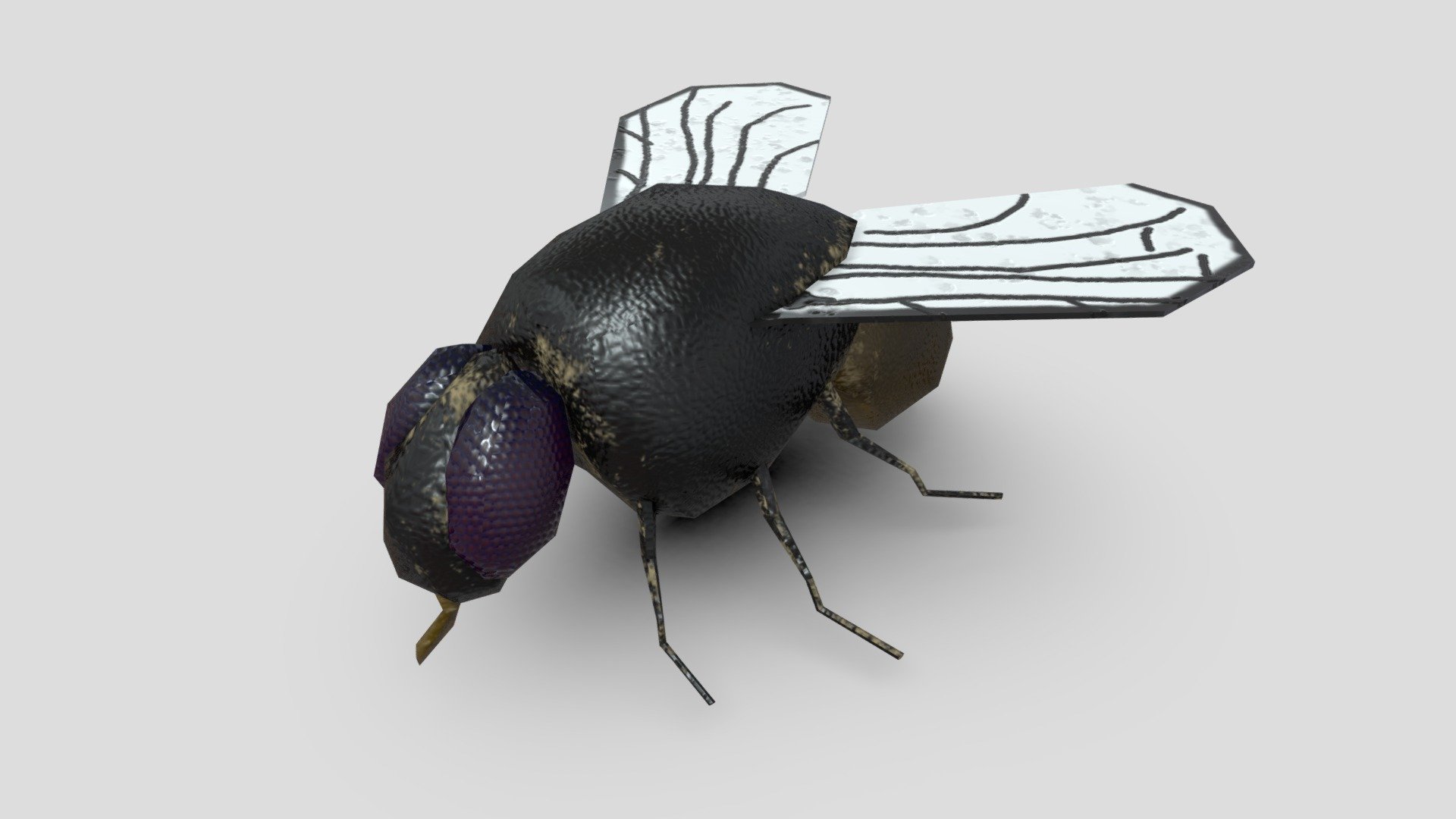 Low Poly House Fly (Diptera) - Download Free 3D model by Glowbox 3D ...