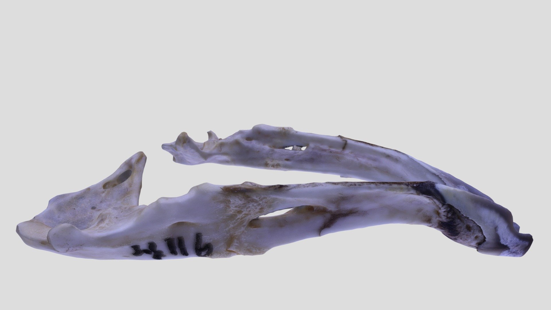UWYMV:Bird:4116, Falco columbarius, Mandible - Download Free 3D model ...
