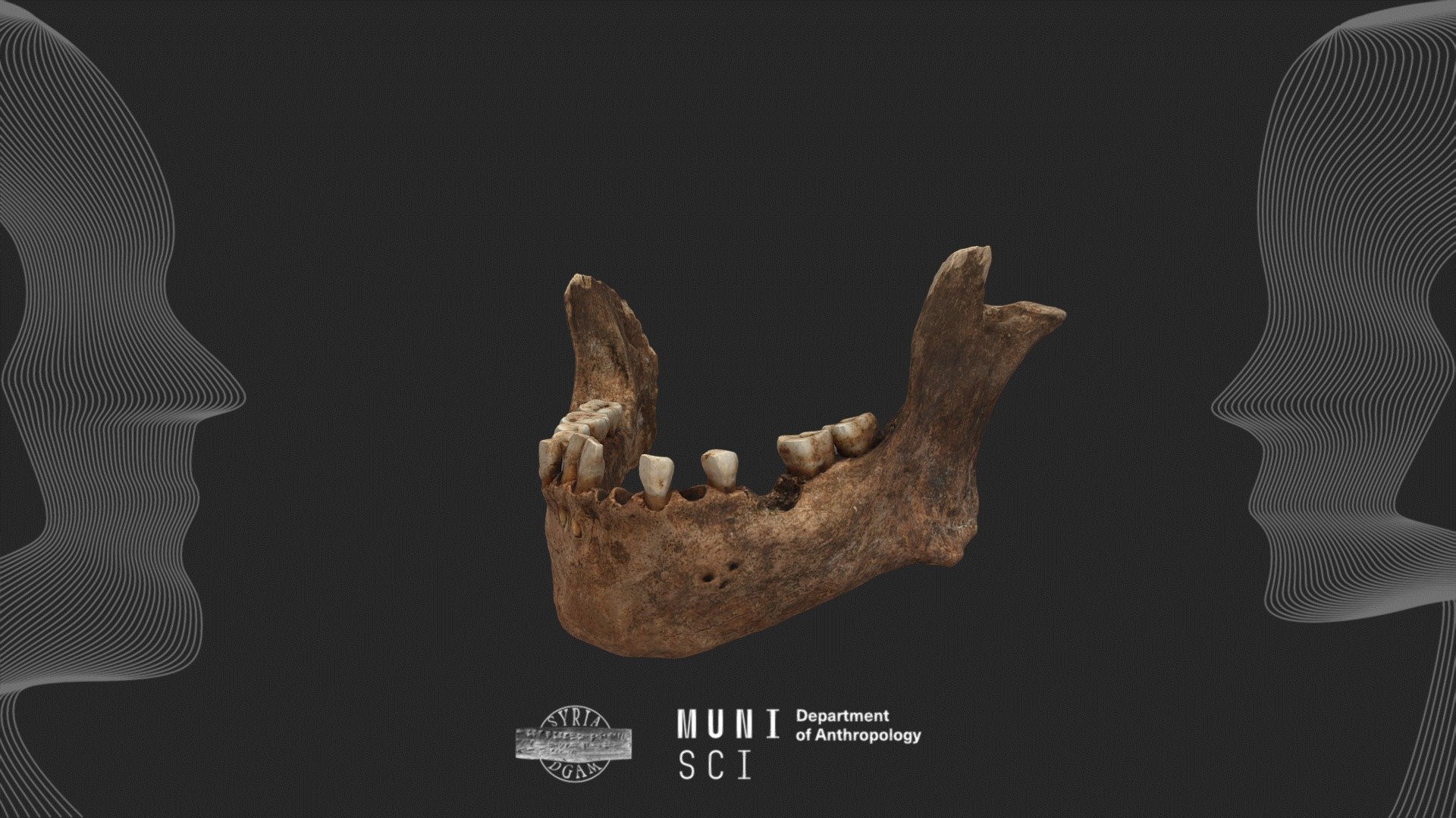 Archaeological human mandible #18 - Syria - Download Free 3D model by ...