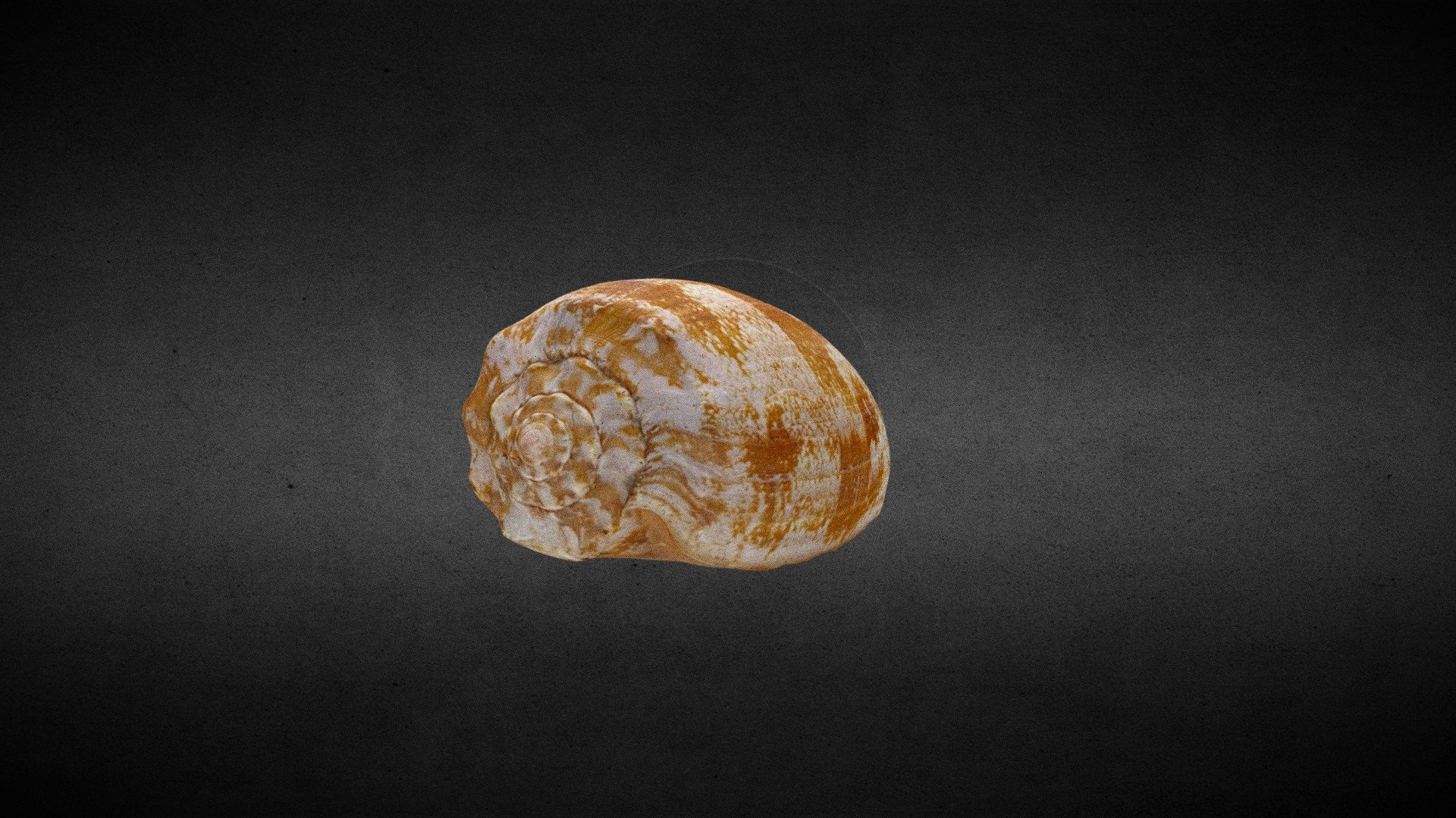 Volute Shell - Download Free 3D model by itsmerolfzurc [2bbc928 ...