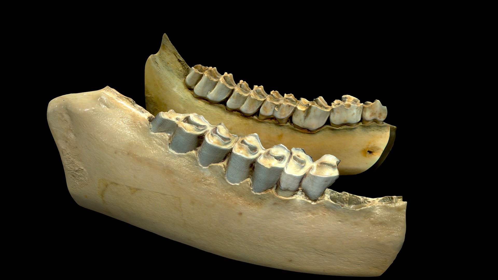 Hypsodont Brachydont Comparison - Download Free 3D model by RMAP ...