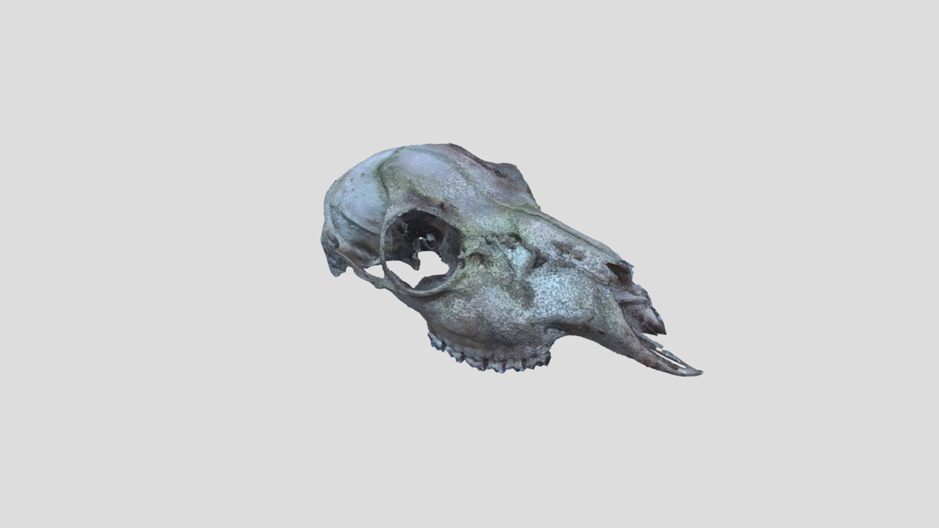 Roe Deer (Capreolus capreolus) cranium - colour - Download Free 3D ...
