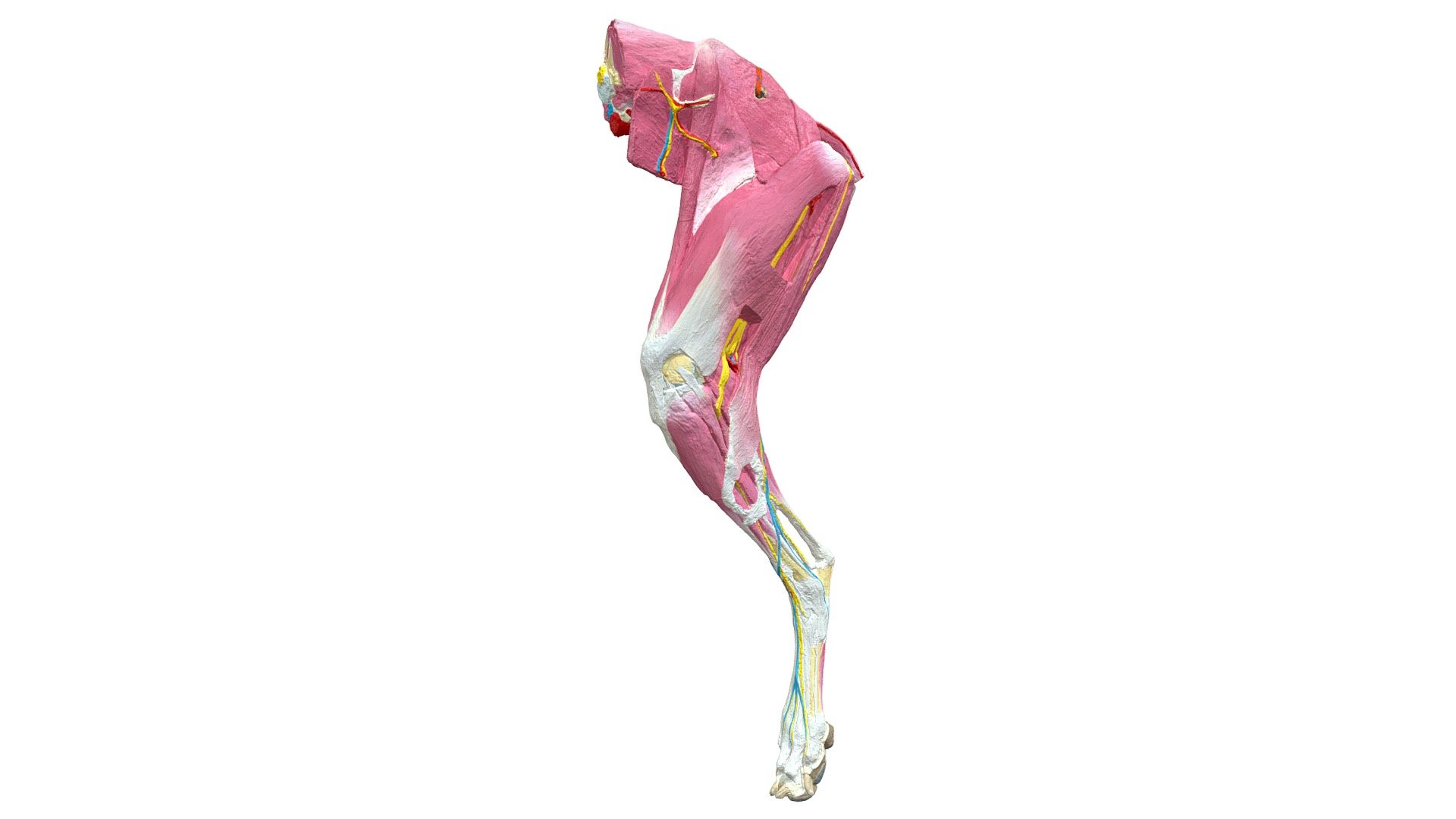 Dog, Hindlimb, Topography (Rubber Cast) - 3D model by Vetanat.UZH ...