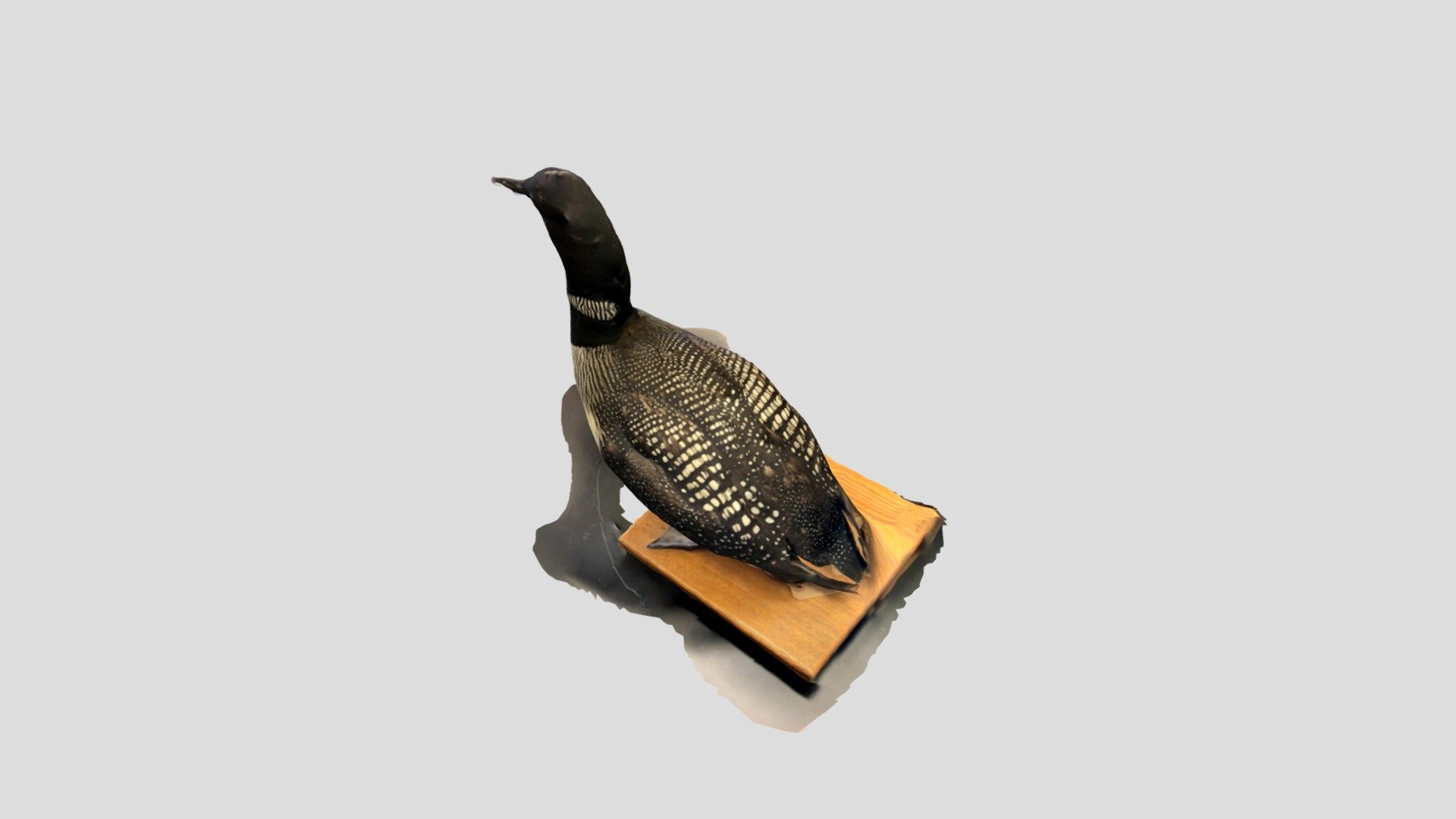 Loon - 3D model by bnc6 [2bd2e3b] - Sketchfab