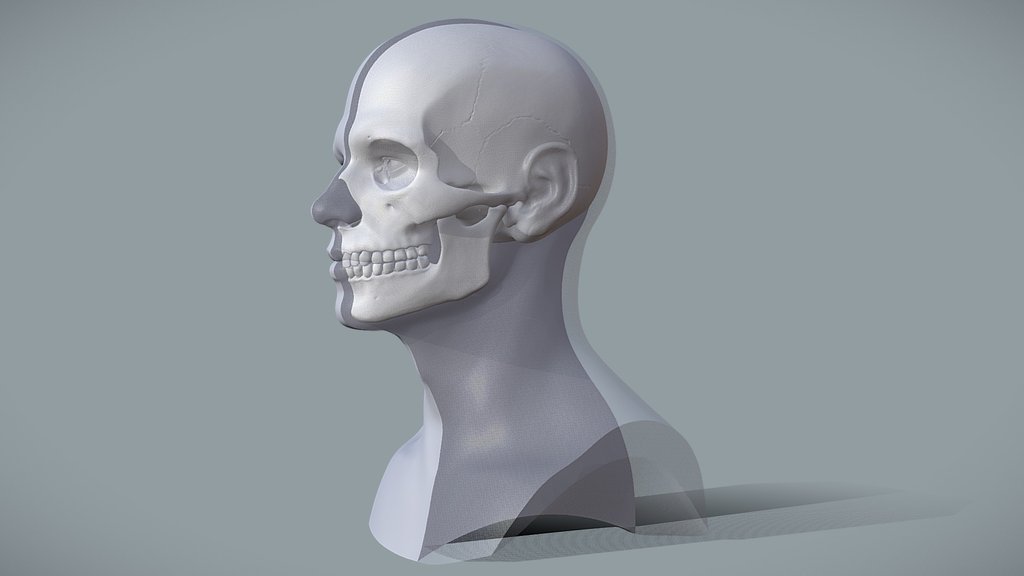Anatomy - A 3D model collection by George Jakeli (@3djako) - Sketchfab