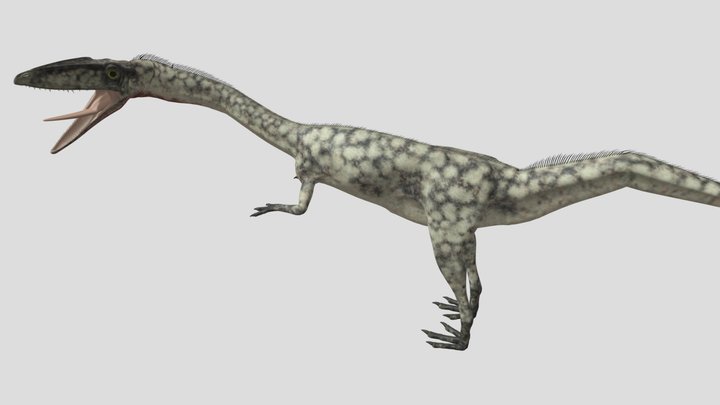 Coelophysis 3D models - Sketchfab
