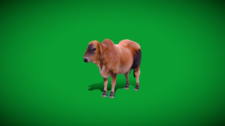 Cattle 3D models - Sketchfab