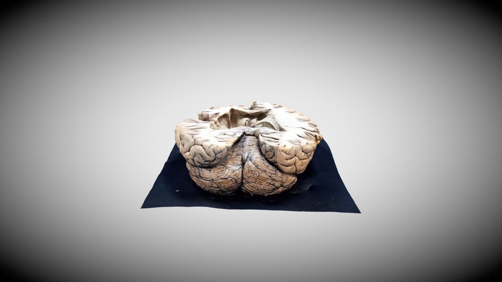 Neuroanatomy - A 3D model collection by ekrueger-UEL (@ekrueger ...