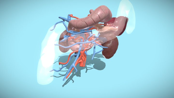 Colorectal 3D models - Sketchfab