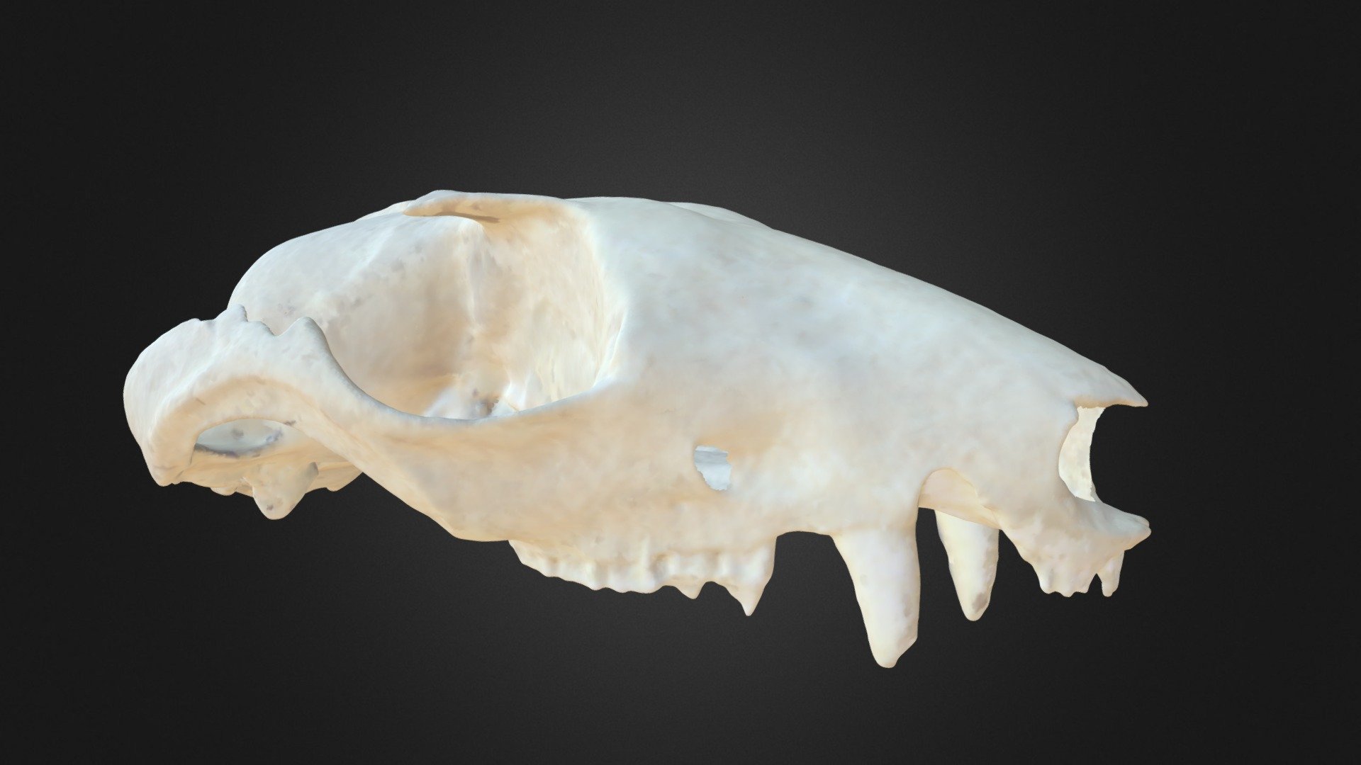 Caluromys sp. , skull - Download Free 3D model by Museu de Ciències ...