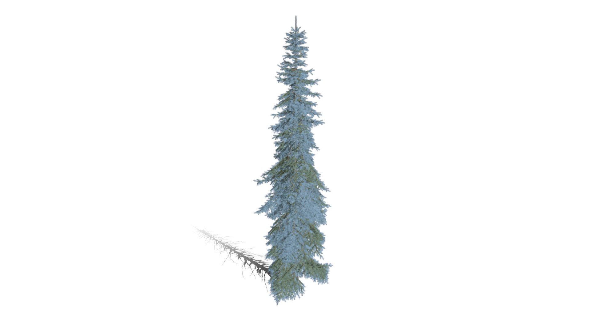 Realistic HD Colorado Blue spruce Koster (5/43) - Download Free 3D ...