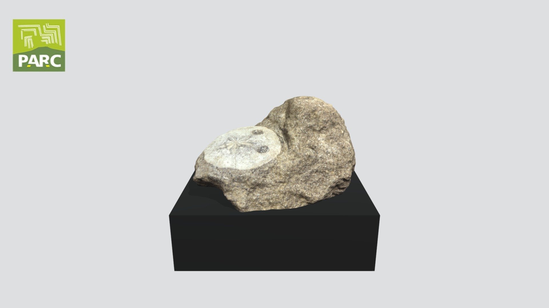 Scutella Fossile Scutella Sp Esemplare 3d Model By Parc Museum