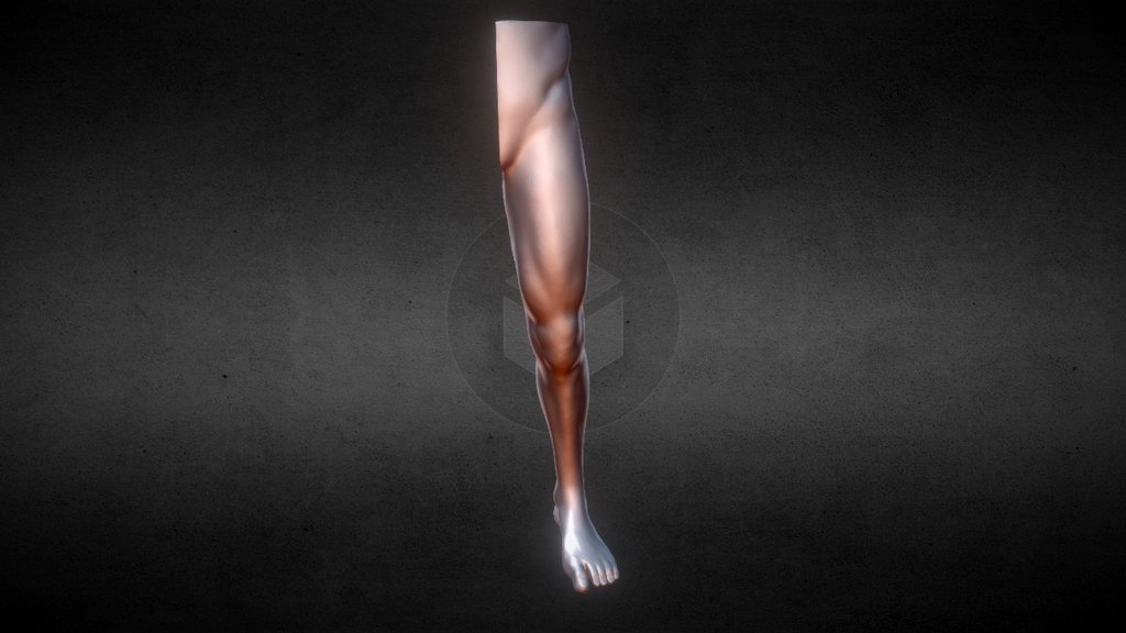 Leg - Download Free 3D model by EstebanSalazar [2bf6d04] - Sketchfab