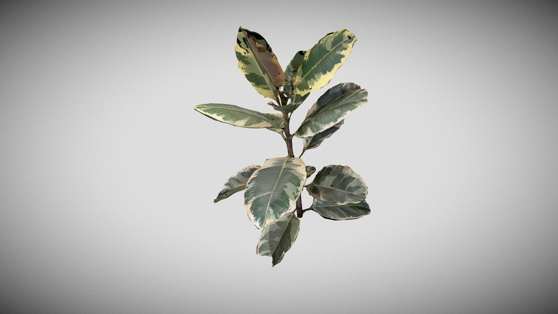 Testing: foliage/plant/leaves - Buy Royalty Free 3D model by ...