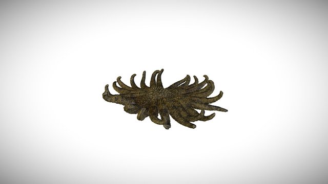 24-rayed-sunstar 3D models - Sketchfab