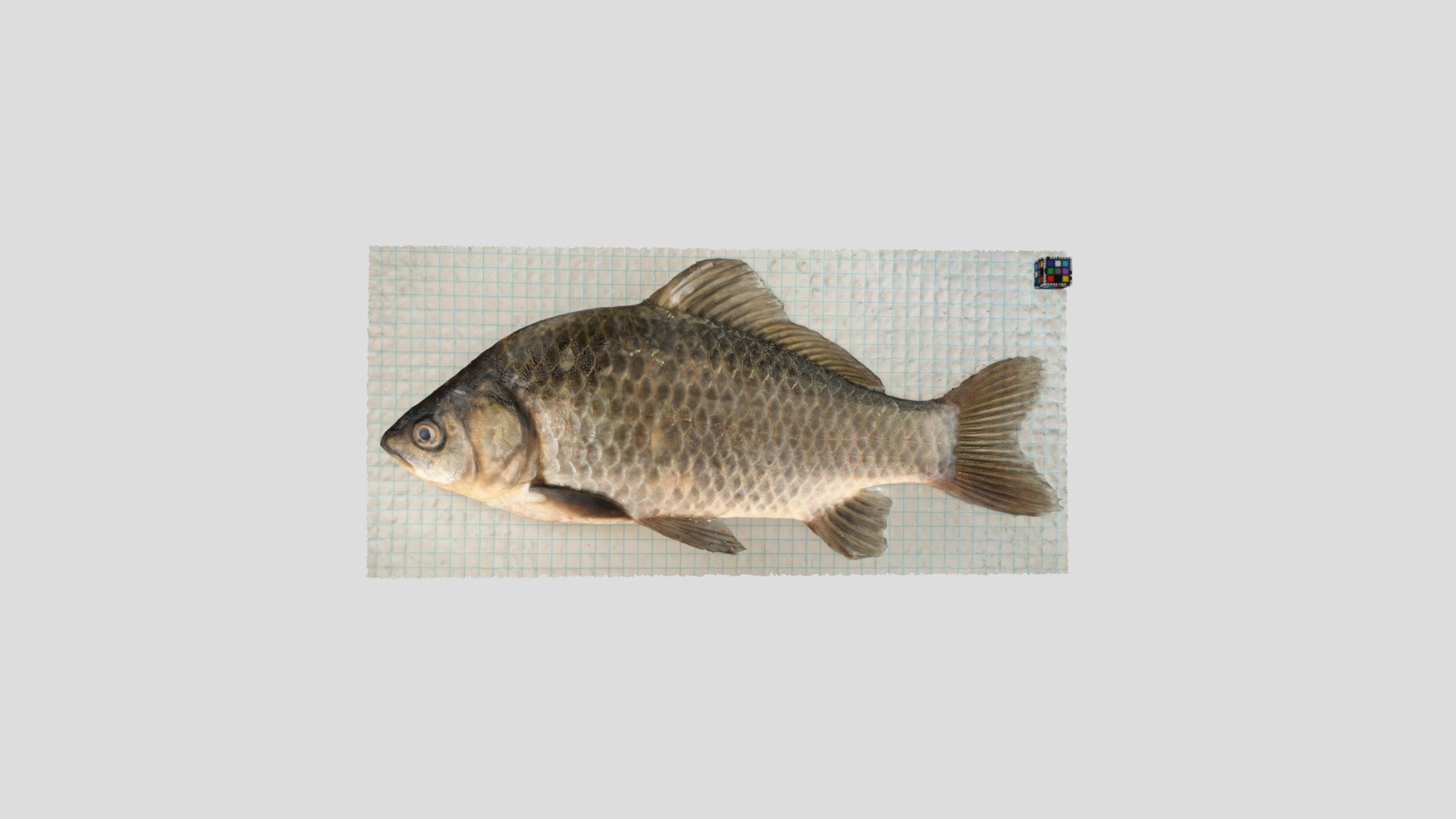 ギンブナ Carassius auratus langsdorfii - Download Free 3D model by ffish ...