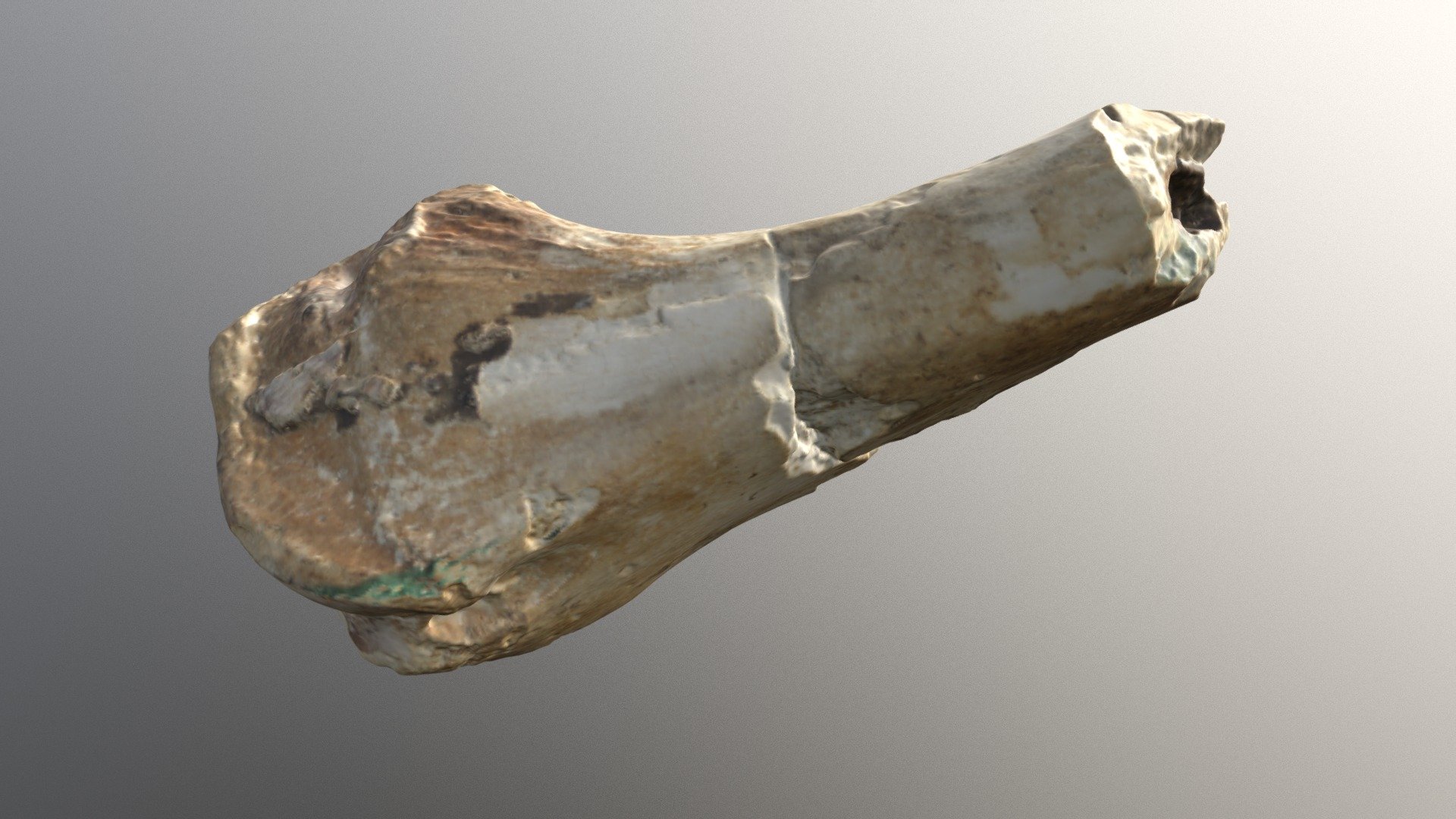 Mastodon Distal Femur Fragment (VCU_3D_3435) - 3D model by Virtual ...