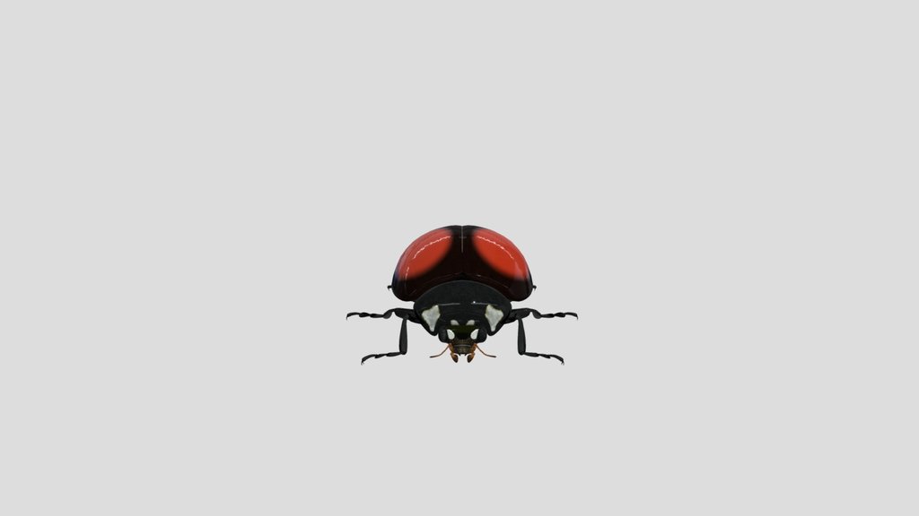 Insects - A 3D model collection by kenchoo - Sketchfab