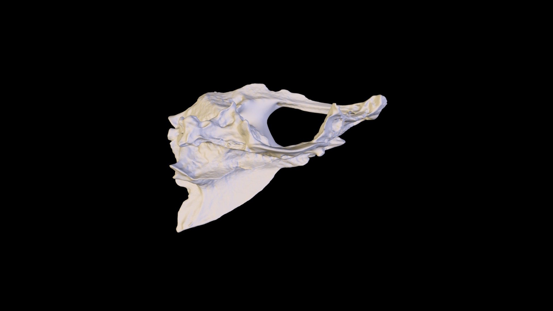 tilapia fish skull - 3D model by kc2253 [2c147a9] - Sketchfab