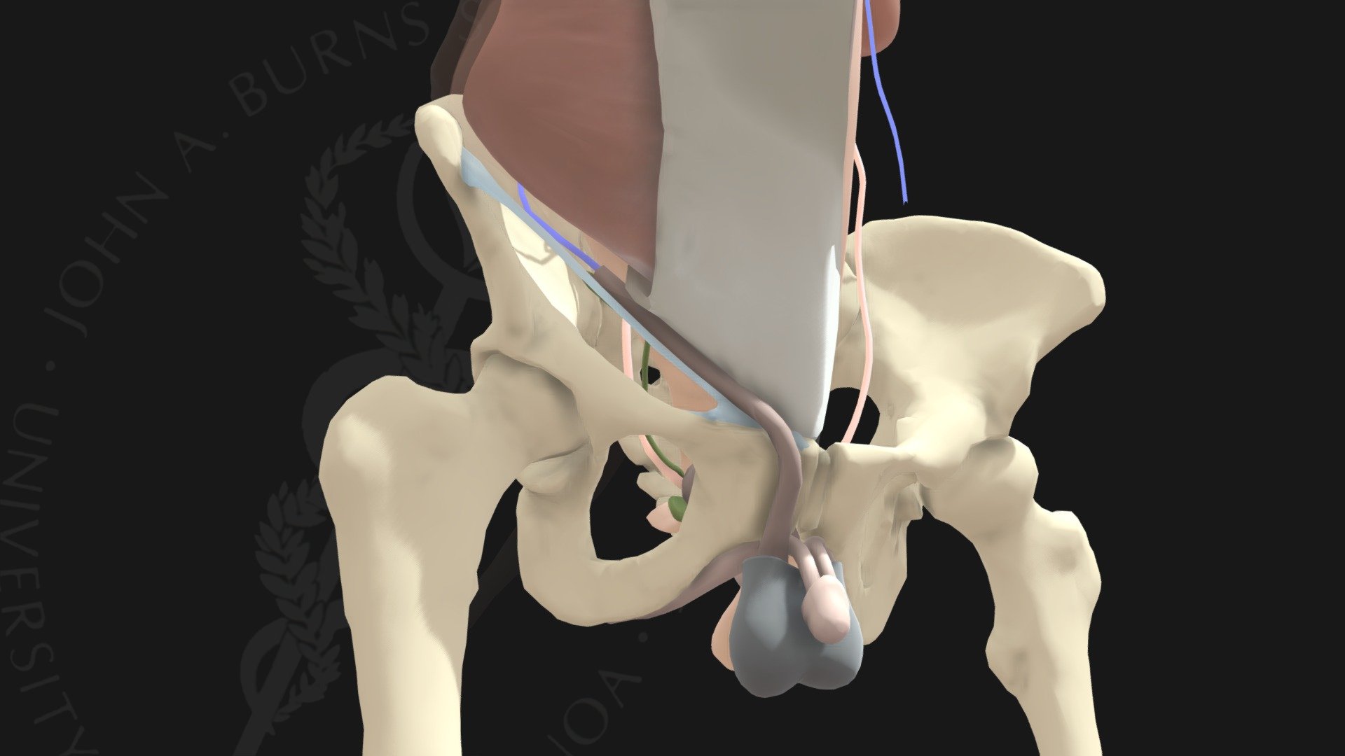 inguinal ligament & canal - 3D model by John A Burns School of Medicine ...