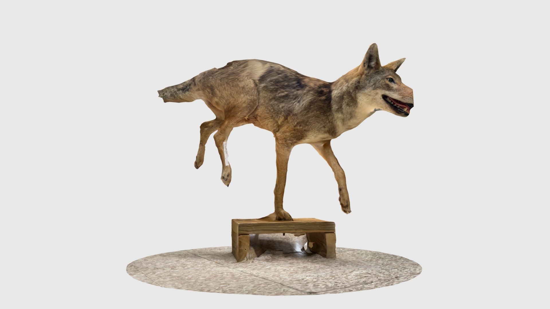 Coyote2 - Download Free 3D model by feranec [2c2ae42] - Sketchfab