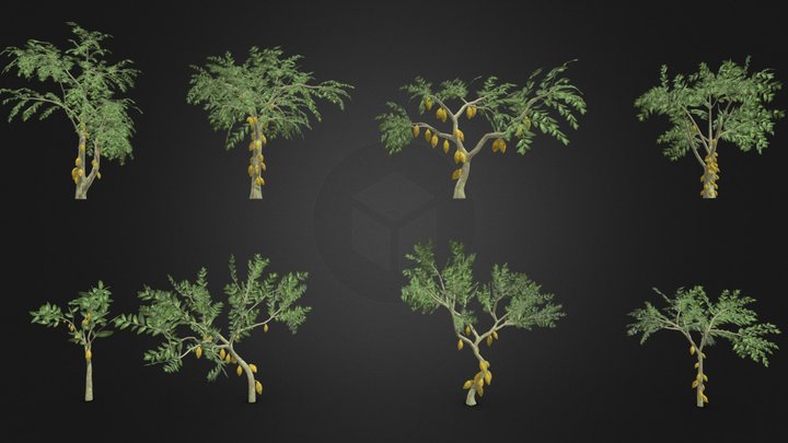 Cacao-tree 3D models - Sketchfab