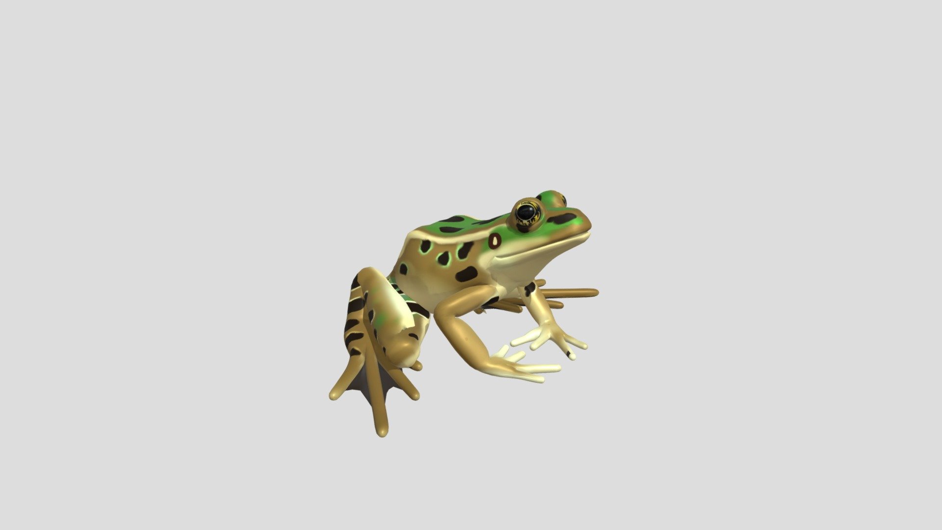 Southern Leopard Frog 3D Model - 3D model by Frogs&Friends ...