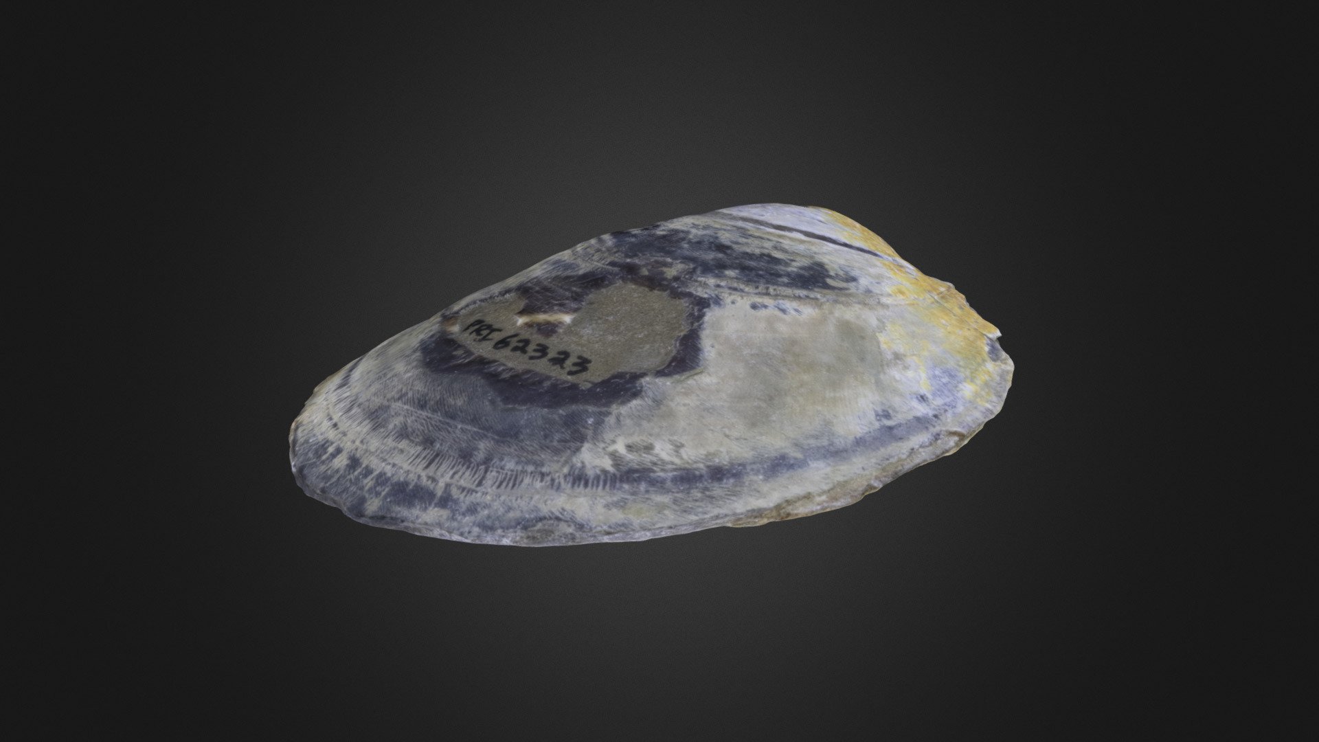 Bivalve: Acesta sp. (PRI 62323) - Download Free 3D model by Digital ...
