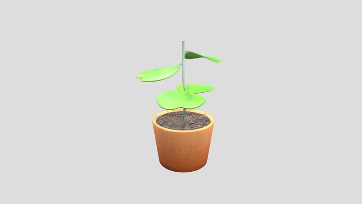 Hoya 3D models - Sketchfab