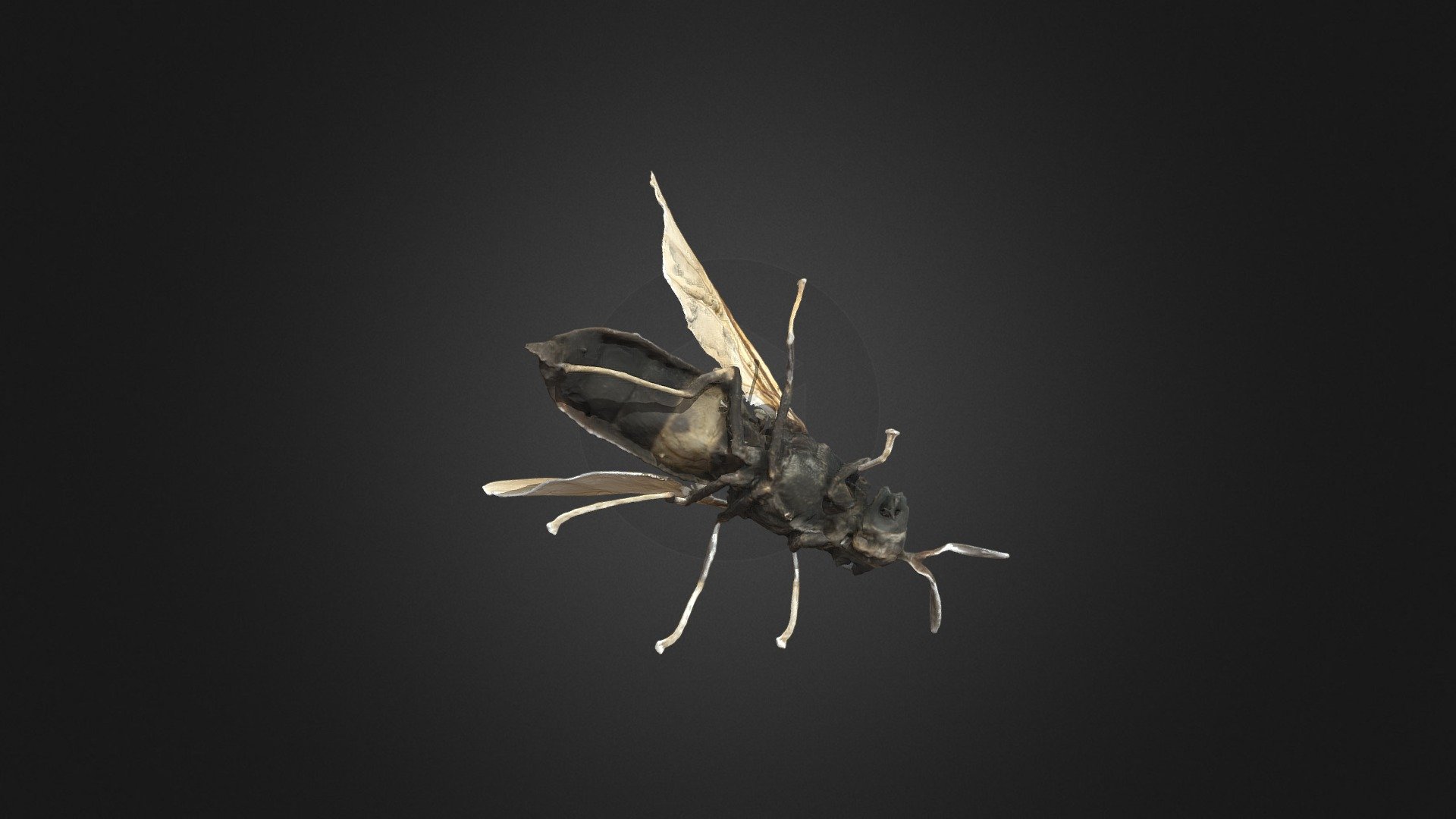 Soldier Fly - Download Free 3D model by University Libraries at ...