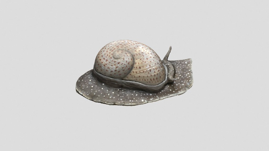 Ricostruzioni 3D fossili - A 3D model collection by Atlante virtuale 3D ...