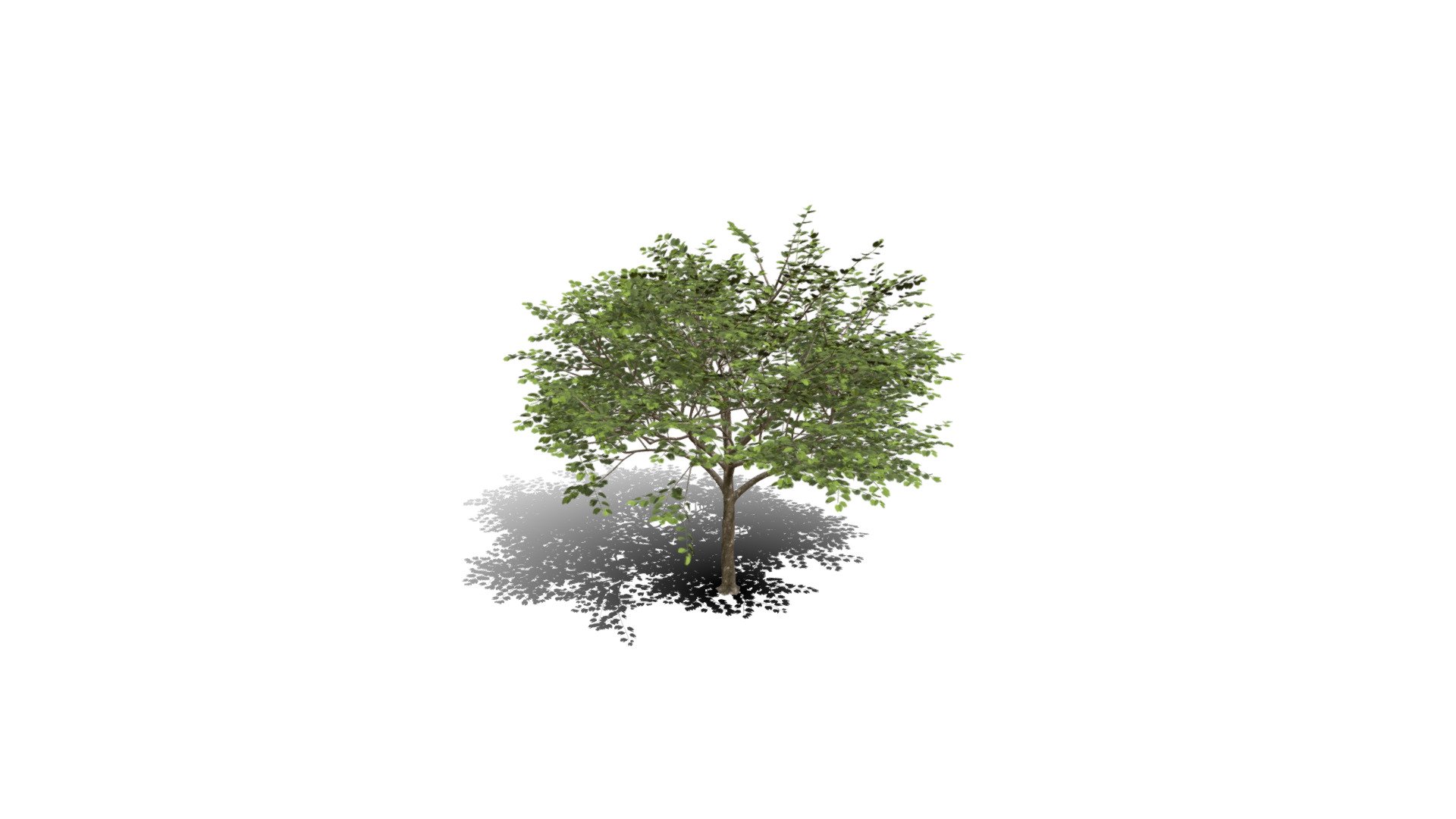 Realistic HD Hong Kong orchid tree (25/40) - Download Free 3D model by ...