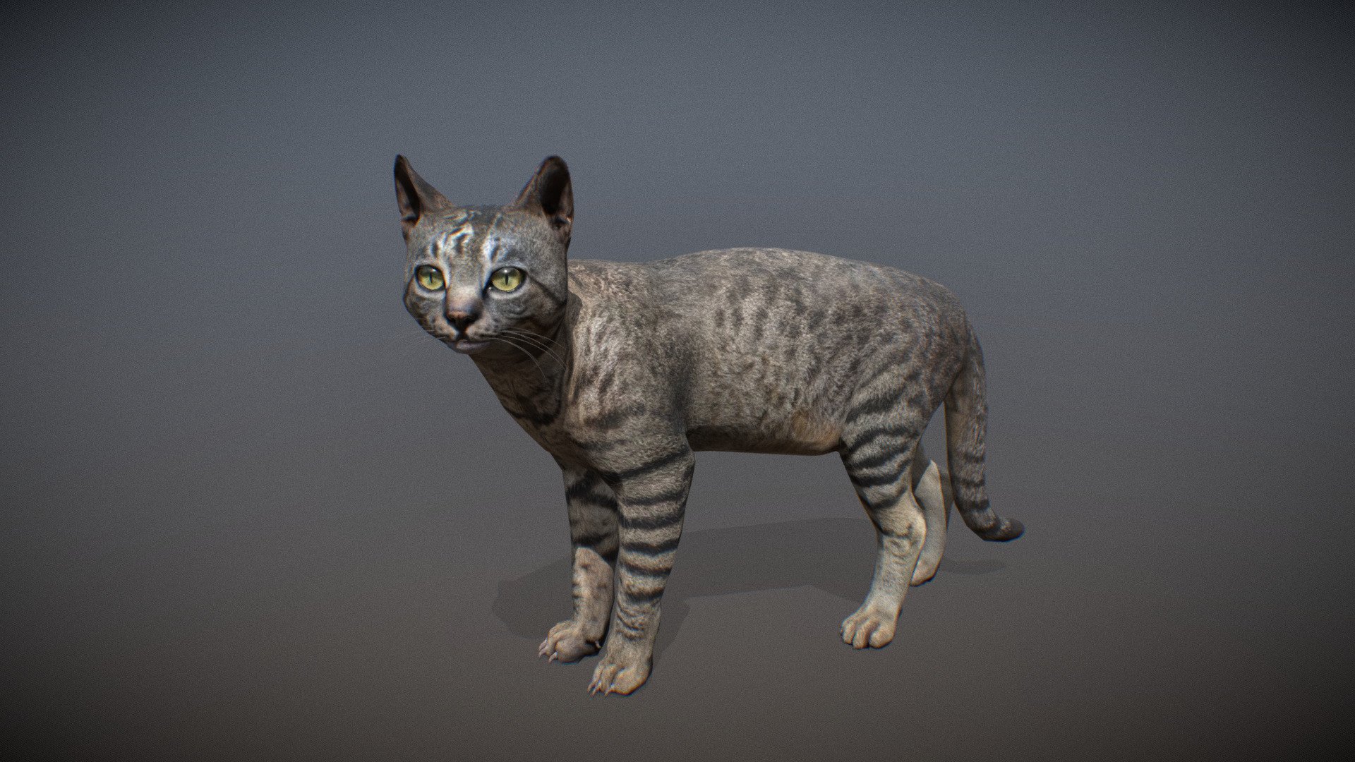 Animalia - Domestic Cat - 3D model by GiM (@GamesInMotion) [2c5f3ef ...