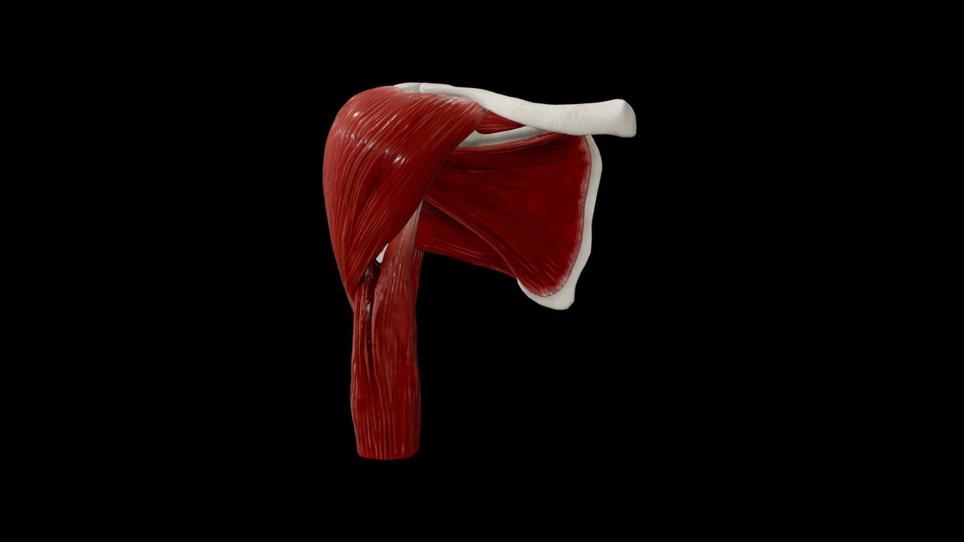 Shoulder Muscles - 3D model by meghanamokhasi [2c646ca] - Sketchfab