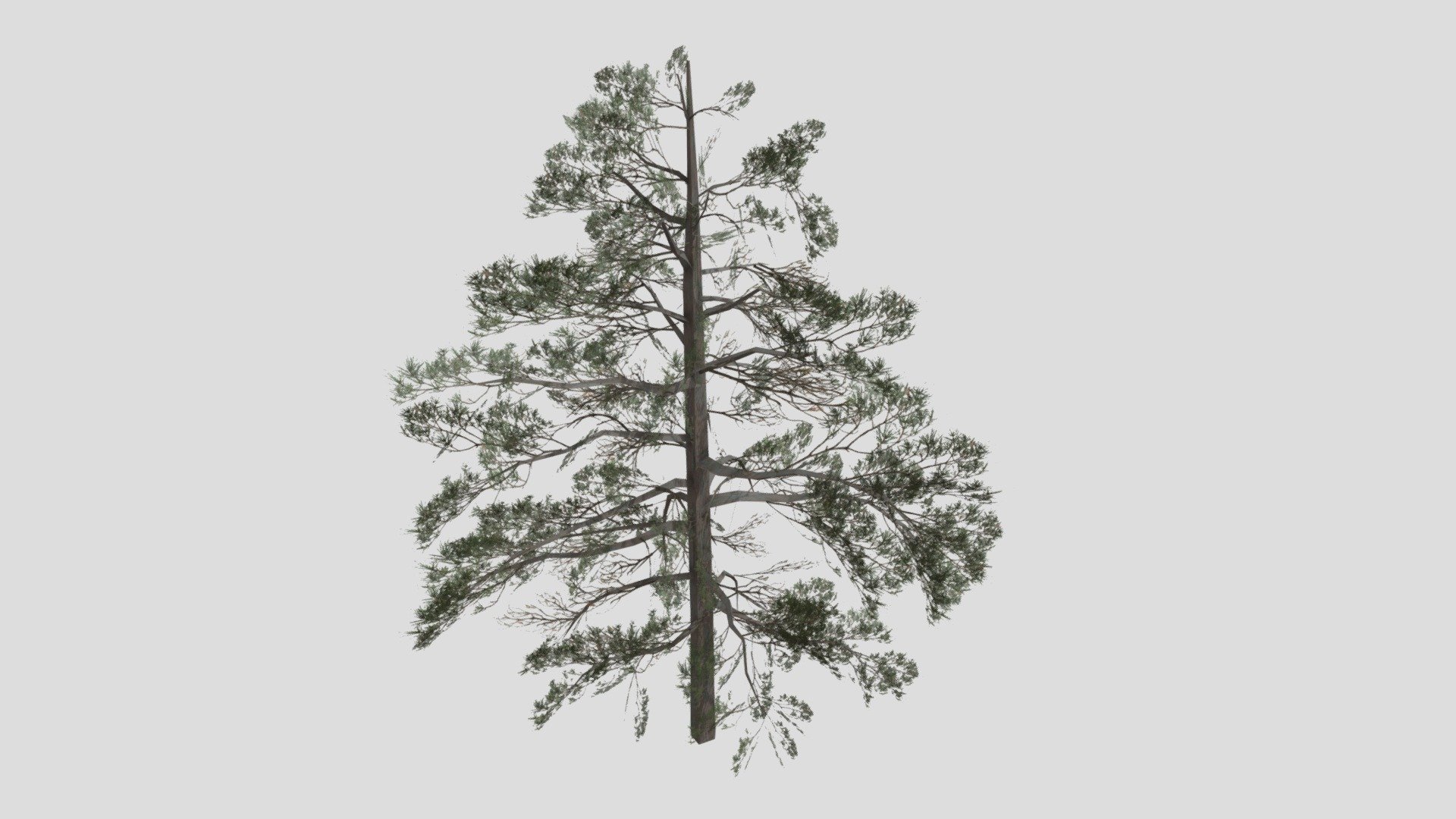 Tree 3D Model 030 - Buy Royalty Free 3D model by Bigbubble [2c721fb ...