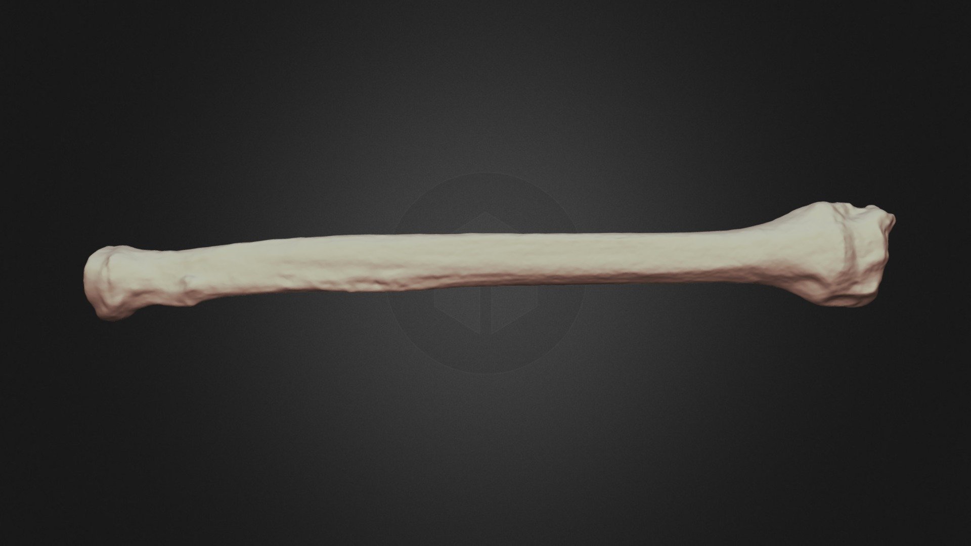 Coyote Left Radius - 3D model by LakeheadAnthropology [2c73cd2] - Sketchfab