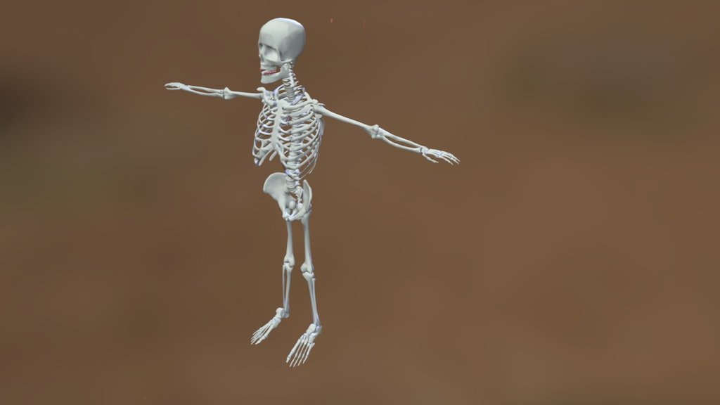 Skeleton 3dm 3ds 3DS - Download Free 3D model by pablosanchez [2c74c54 ...