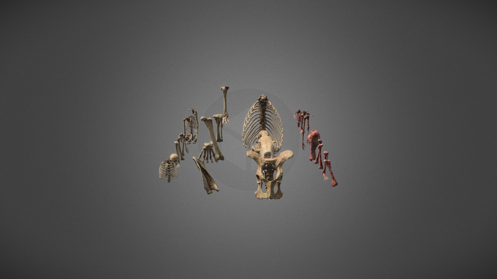 Bones - Buy Royalty Free 3D model by Eforb [2c753f2] - Sketchfab Store